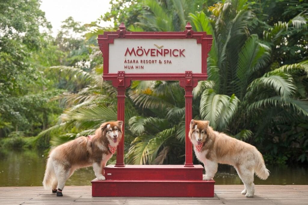 Best Pet-Friendly Resort in Hua Hin | Mövenpick